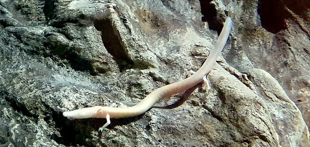 ZOO Zagreb: Jedini na svijetu s čovječjom ribicom | fama newsfama news